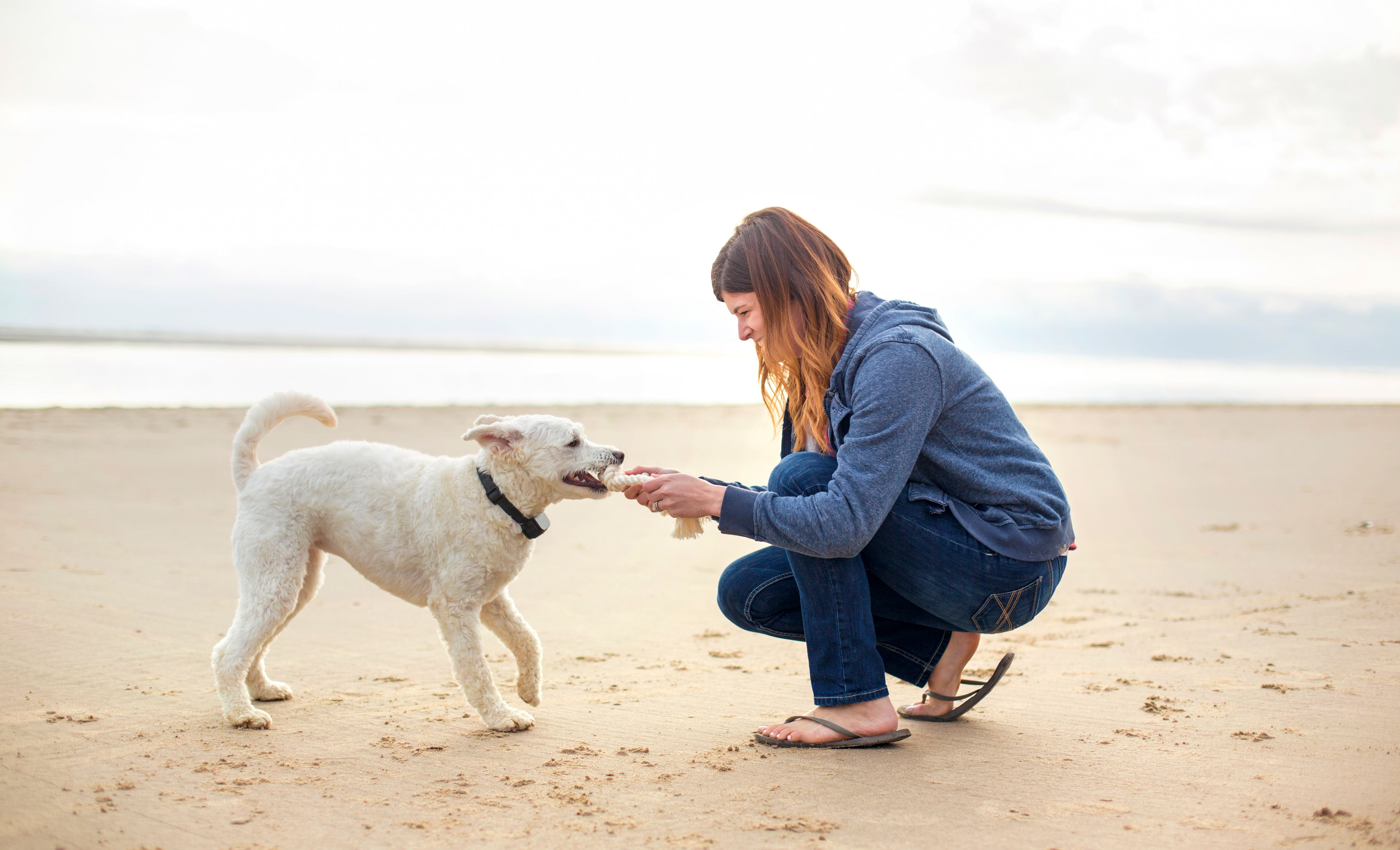 Hotel mit Hund in Deutschland - Hundereisen zum besten Preis