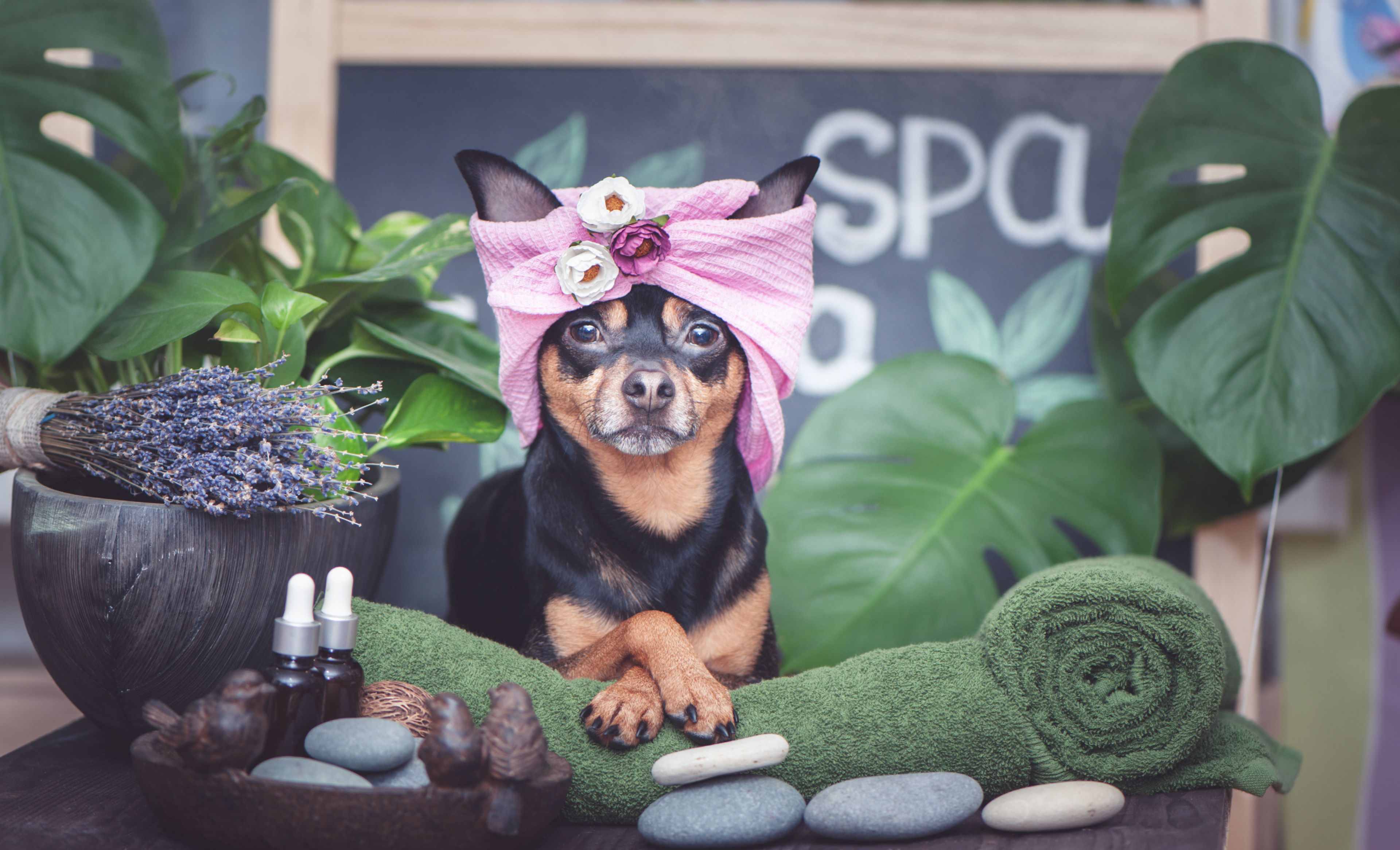 🐶 Wellness mit Hund 🐶 | Top Wellnesshotels ab 31